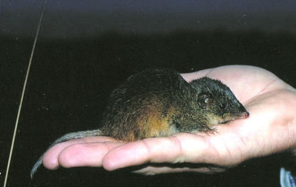Exciting discovery of Otways marsupial mouse - Surf Coast Times