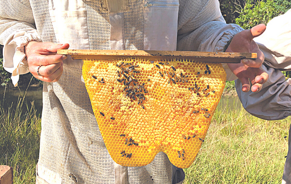 The bee-friendly lifestyle - Surf Coast Times