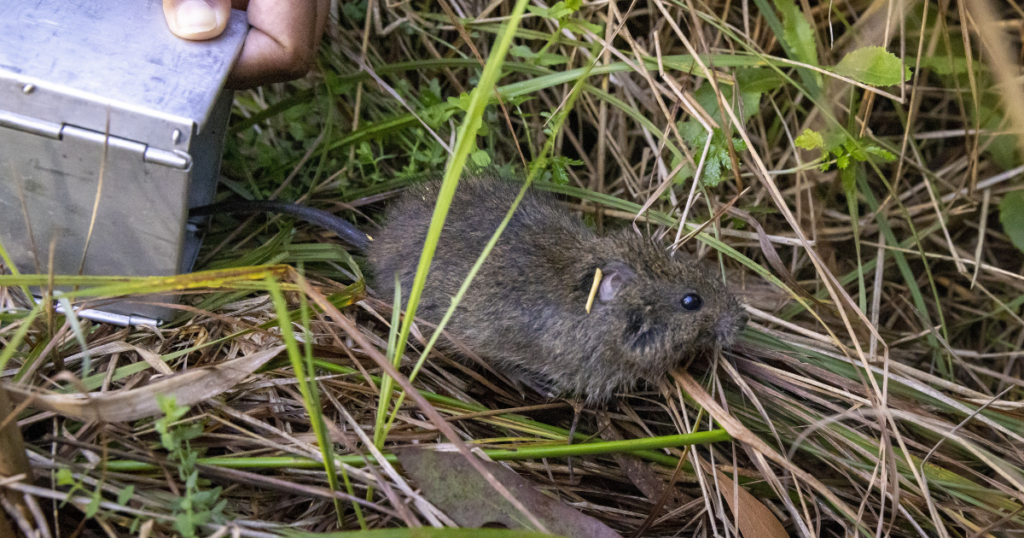 Rare native broad-tooted rats found in Otways - Surf Coast Times