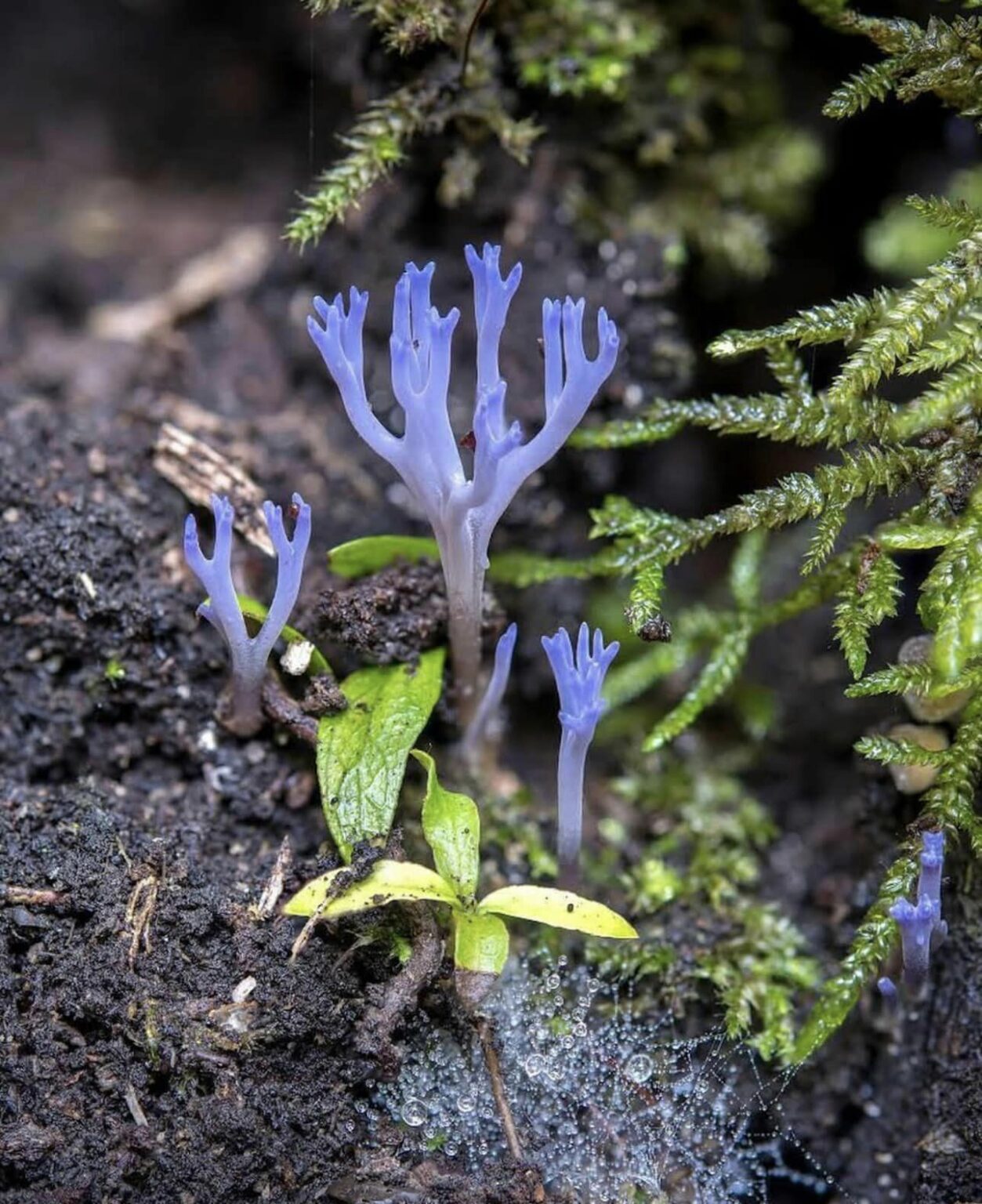 Prize winning photographs reveal hidden world of fungi - Surf Coast Times