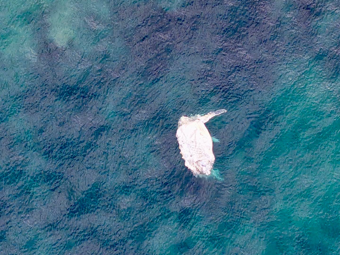 Removal begins after whale carcass closes Bells Beach - Surf Coast Times