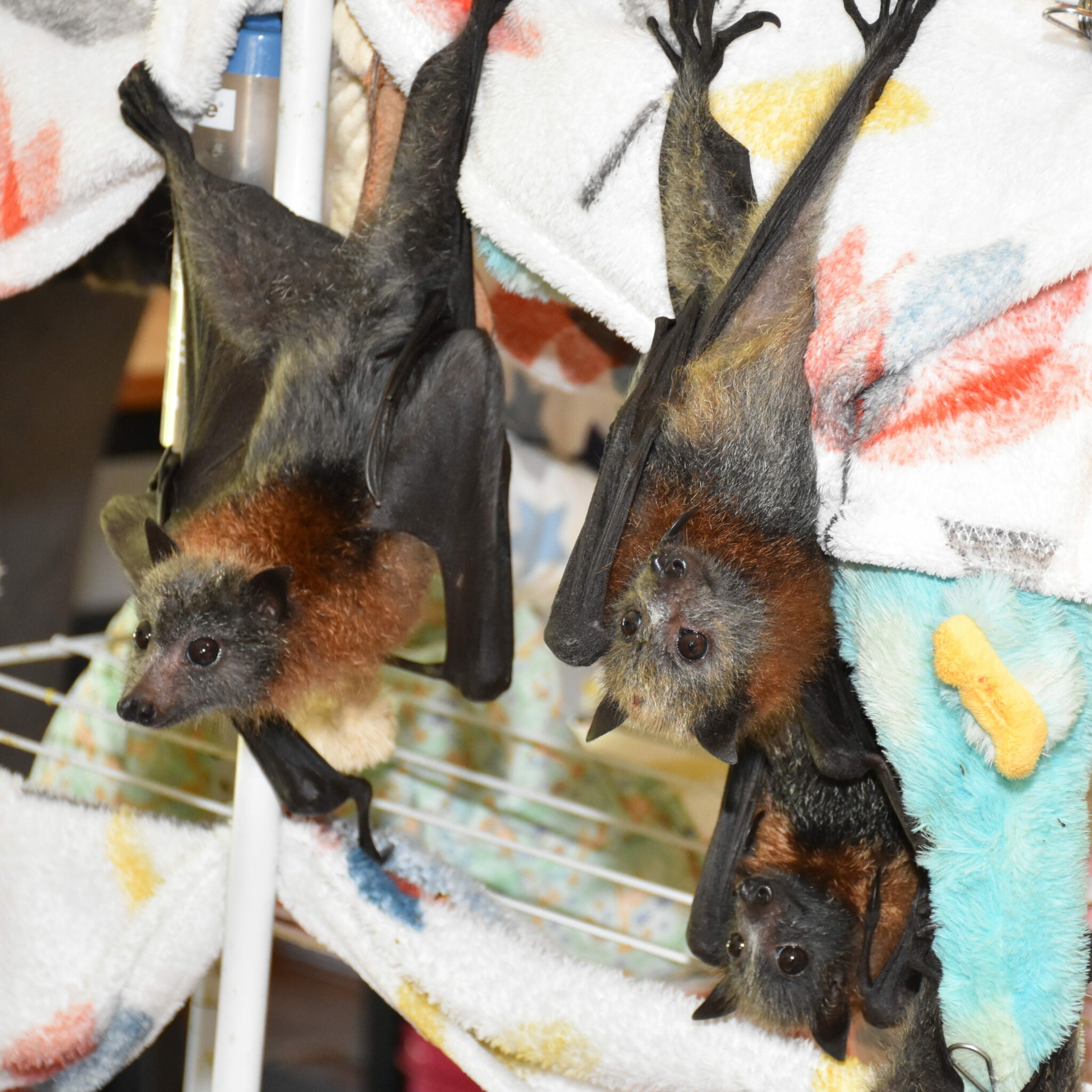City reacts to flying fox challenges - Geelong Times