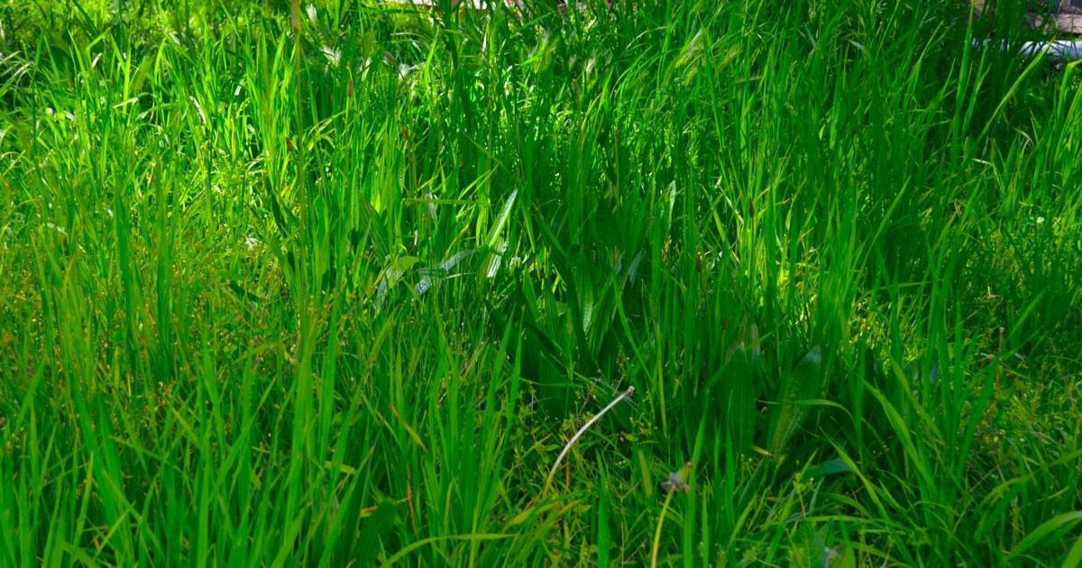 Residents warned to maintain yards as fire season looms - Bendigo Times