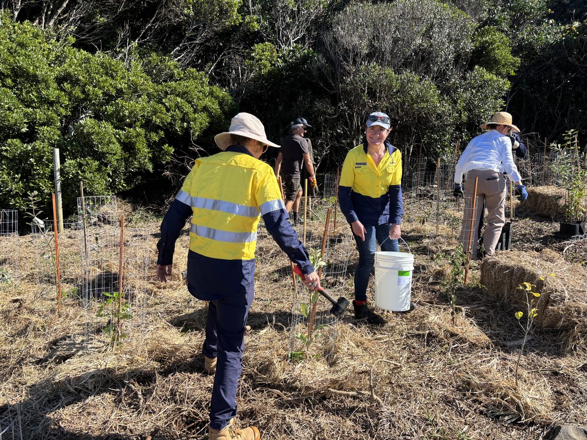 Community tree planting project at Lennox headland reaches restoration ...