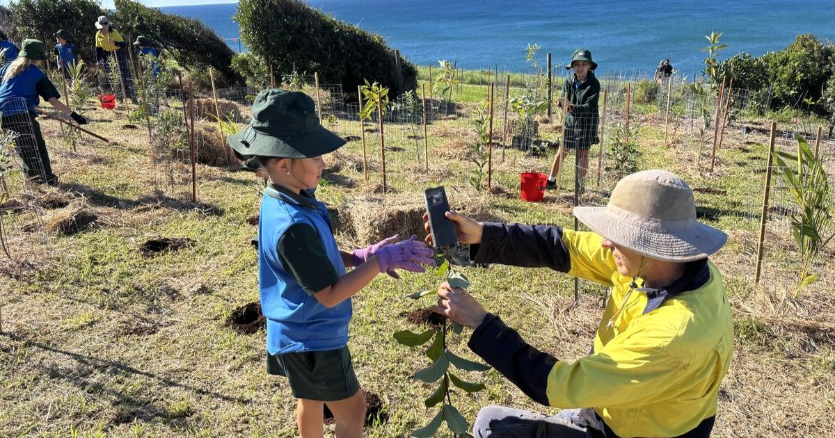 Community tree planting project at Lennox headland reaches restoration ...